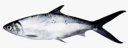 Milkfish - Alchetron, The Free Social Encyclopedia