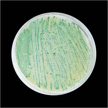 Bismuth sulfite agar ~ Everything You Need to Know with Photos | Videos