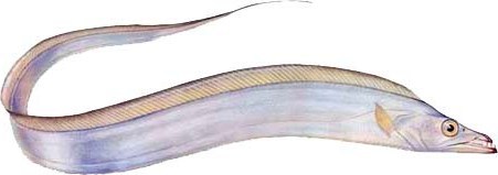 Ribbon Fish in Behind Carborandam Factory, Okha