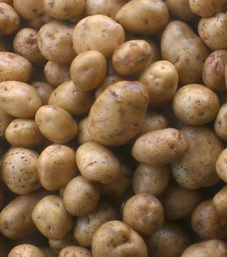 Potato Seed Suppliers, Aaloo Seed Exporters, Manufacturers